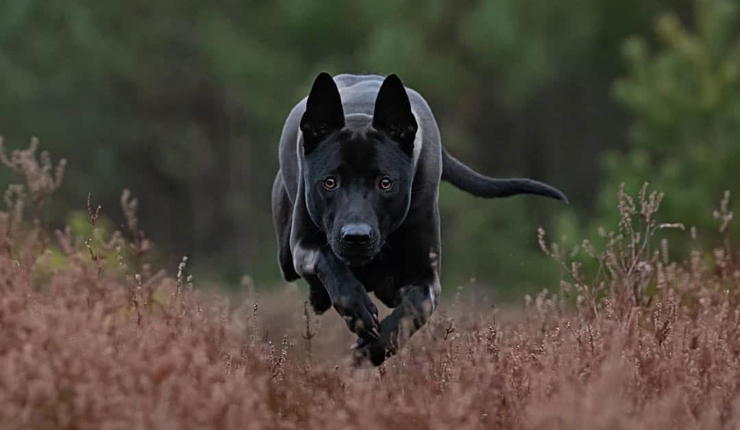 Do You Know About the Adorable Thai Ridgeback? - K9 Web