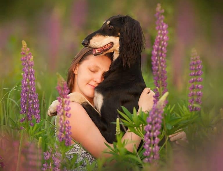 Saluki Dog Breed Info: Meet The Royal Dog of Egypt - K9 Web