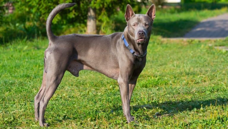 Do You Know About the Adorable Thai Ridgeback? - K9 Web