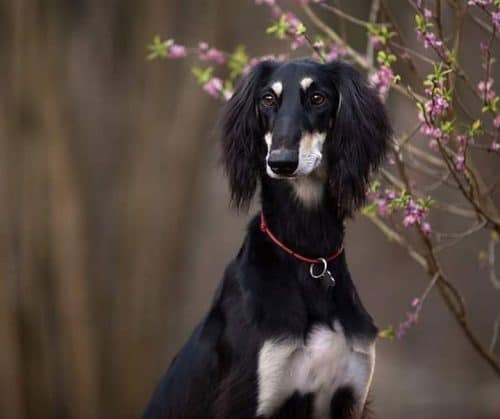 Saluki Dog Breed Info: Meet The Royal Dog of Egypt - K9 Web
