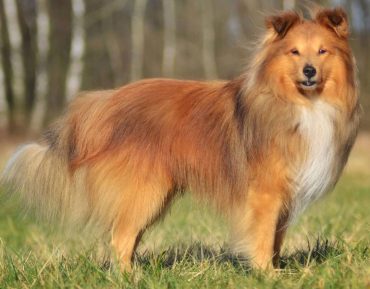 The Shetland Sheepdog: What to know about the Sheltie - K9 Web