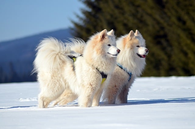 Samoyed Dog Breed Profile - K9 Web