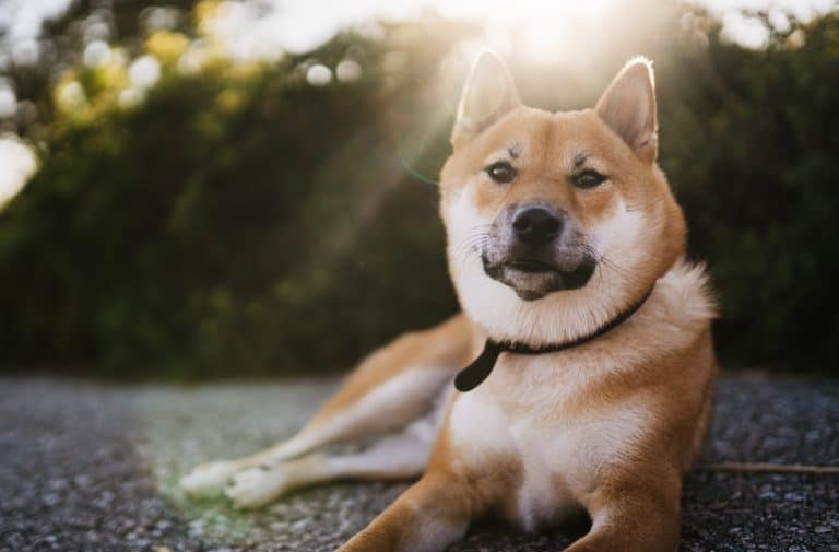 Why is the Shiba Inu the Most Popular Dog in Japan? - K9 Web