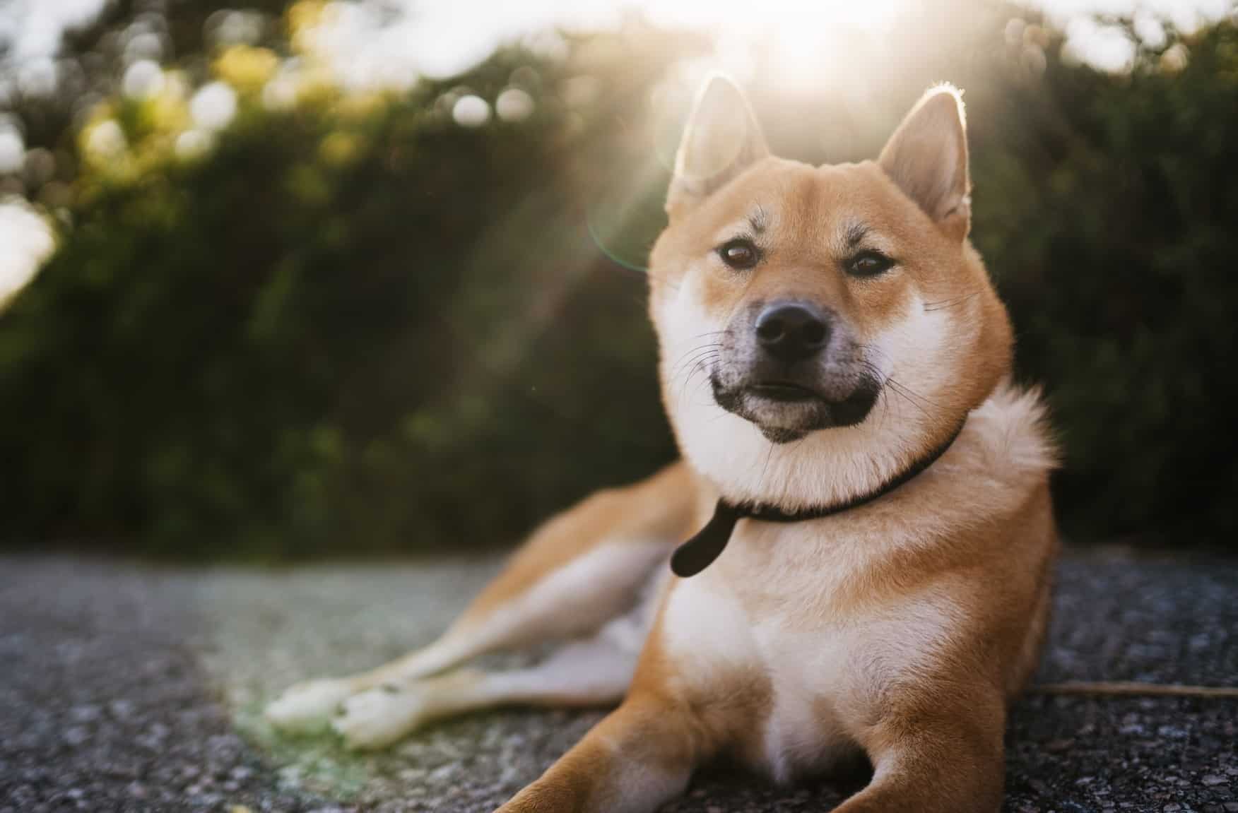 Why is the Shiba Inu the Most Popular Dog in Japan? - K9 Web