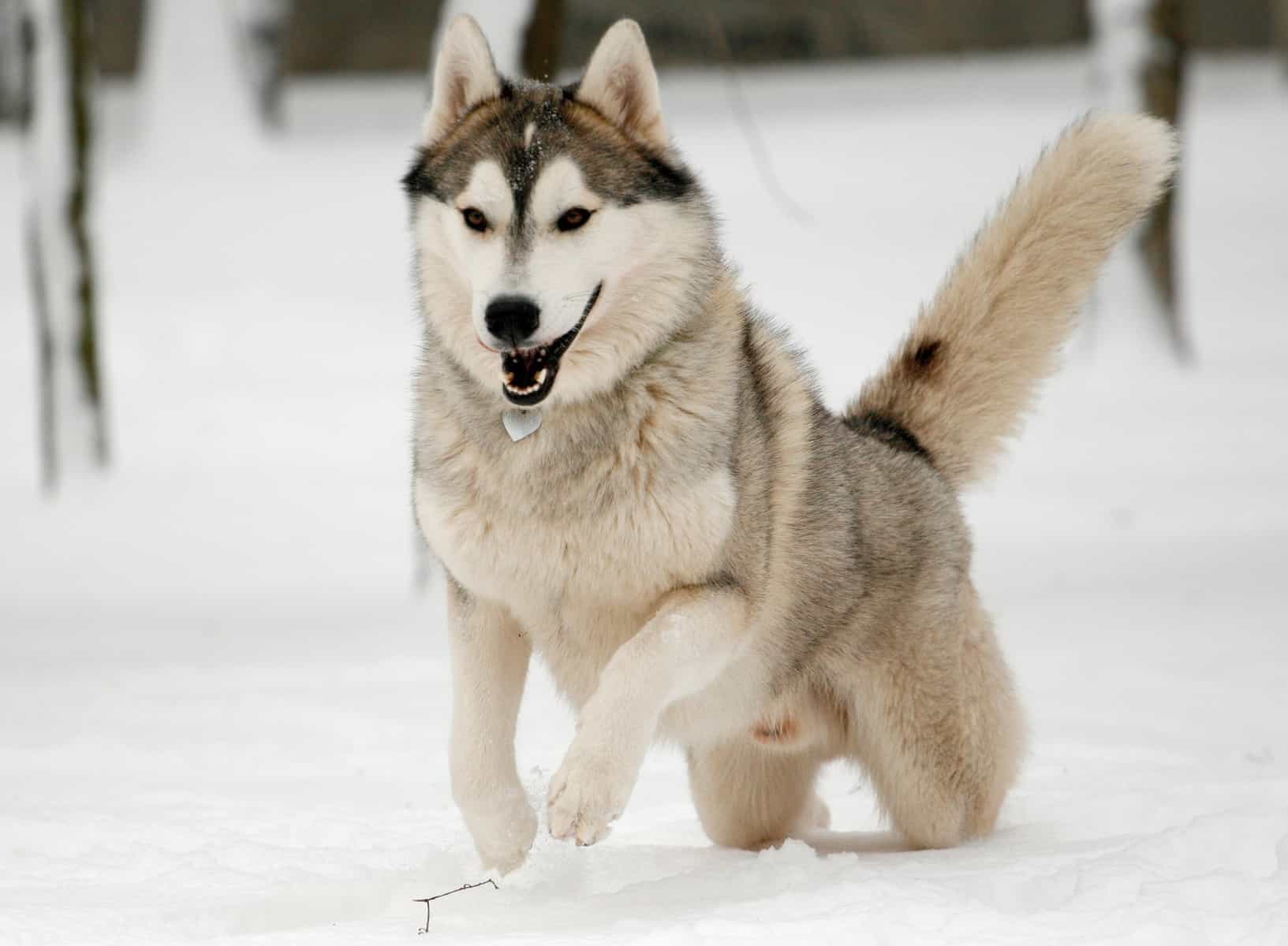 Samoyed Dog Breed: A Guide to These Friendly Companions - K9 Web