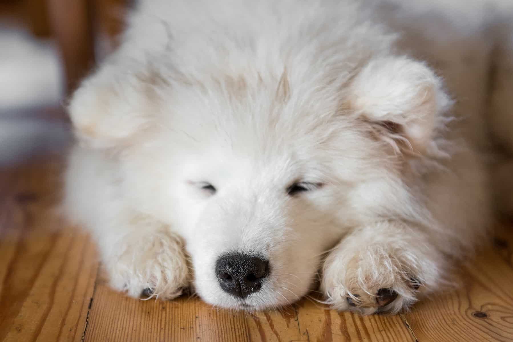 Samoyed Dog Breed: A Guide to These Friendly Companions - K9 Web