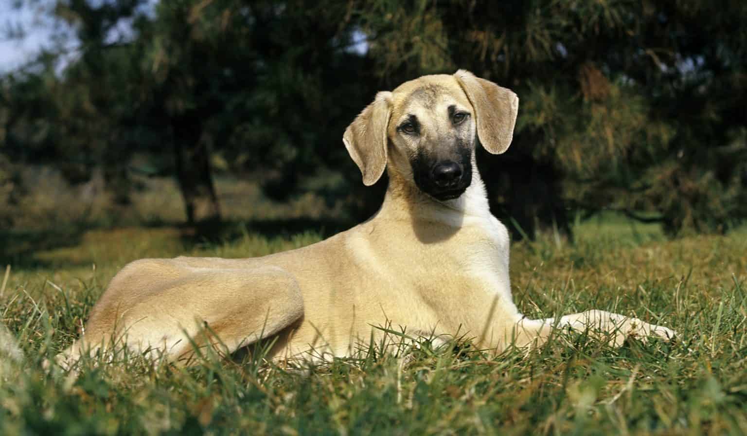 The Sloughi: Do speed & elegance make for a good pet? - K9 Web