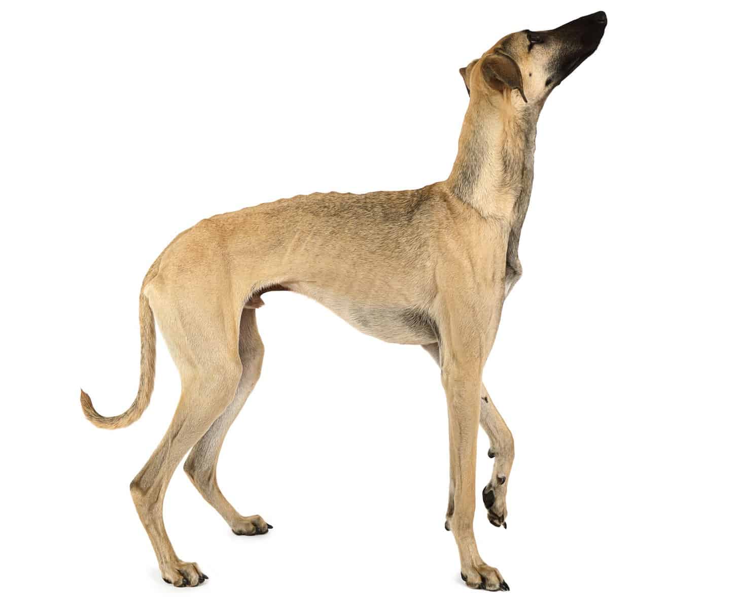 The Sloughi: Do speed & elegance make for a good pet? - K9 Web