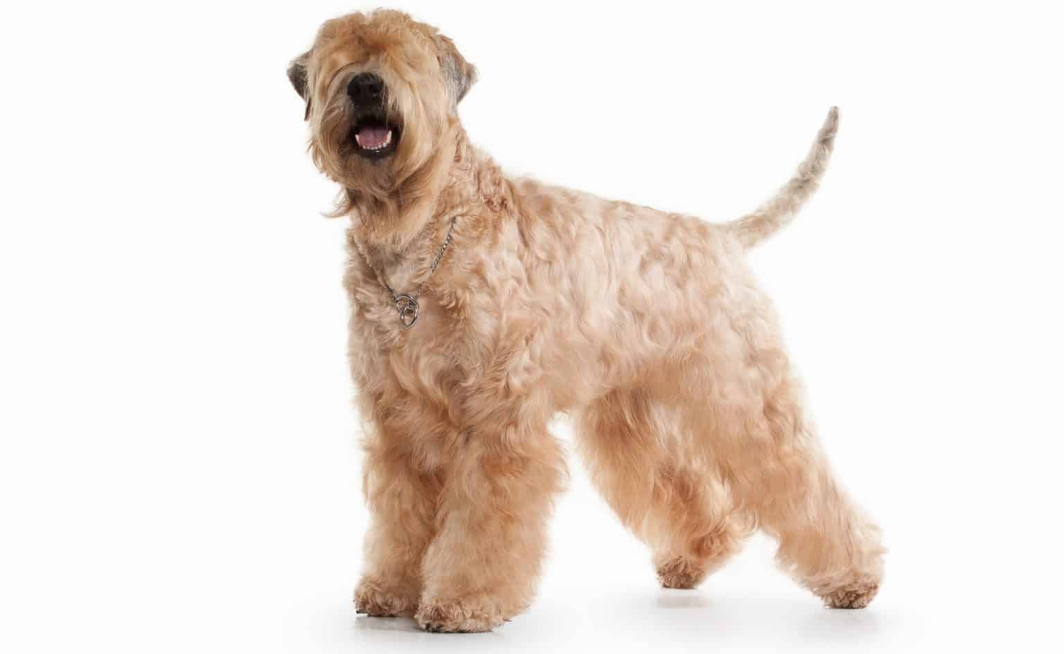 Soft-Coated Wheaten Terrier - A Closer Look at the “Poor Man's Dog ...