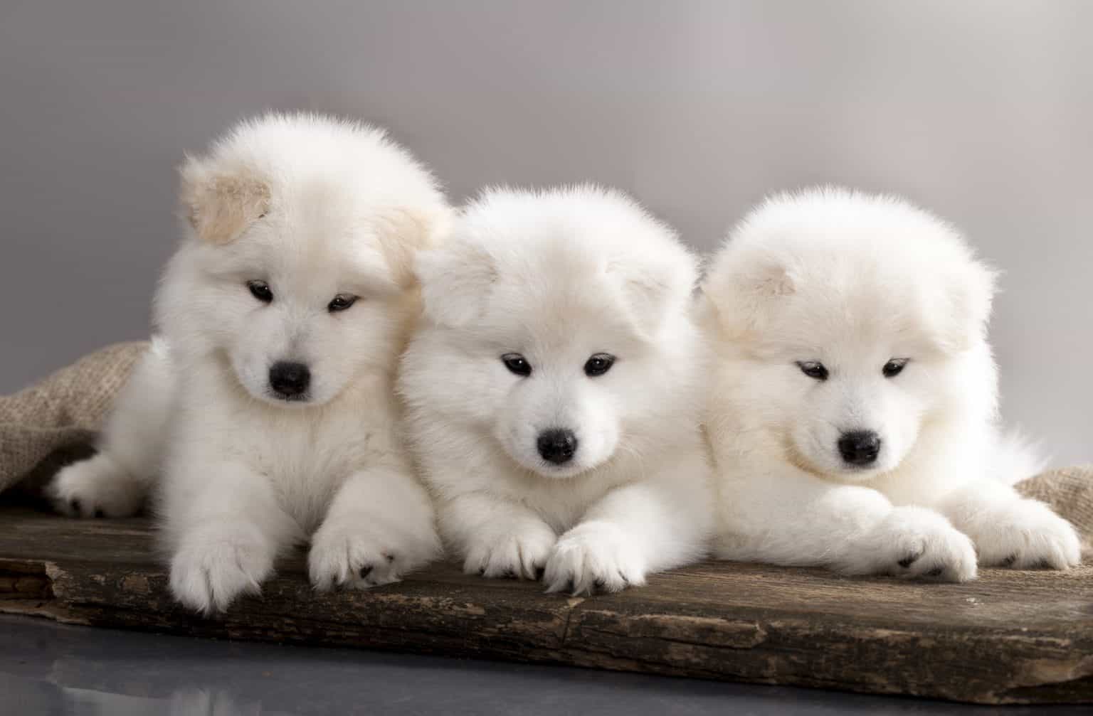 Samoyed Dog Breed: A Guide to These Friendly Companions - K9 Web