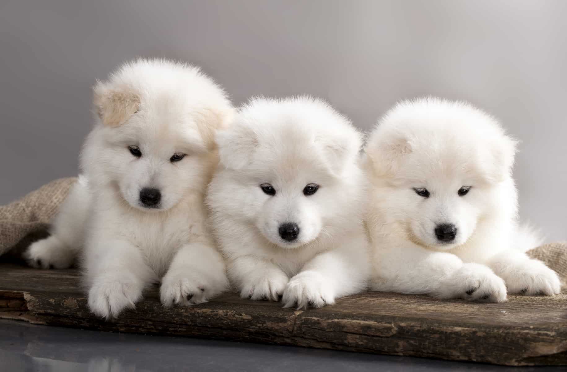 Samoyed Dog Breed: A Guide to These Friendly Companions - K9 Web