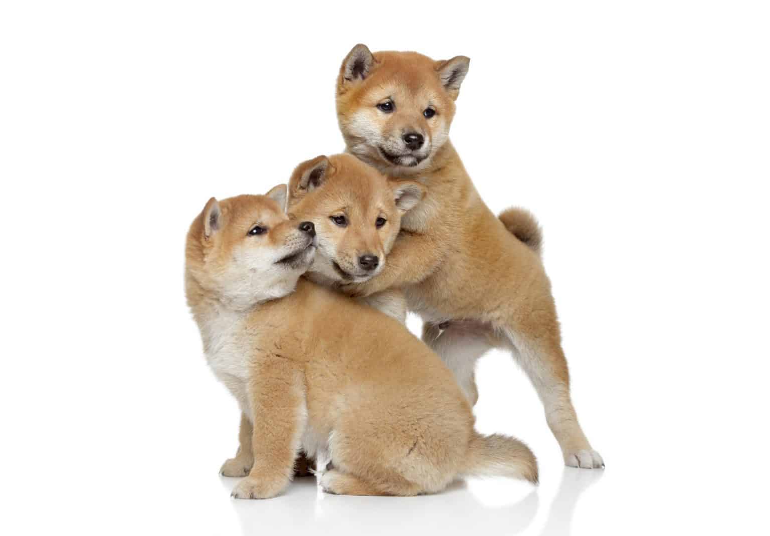 Why is the Shiba Inu the Most Popular Dog in Japan? - K9 Web