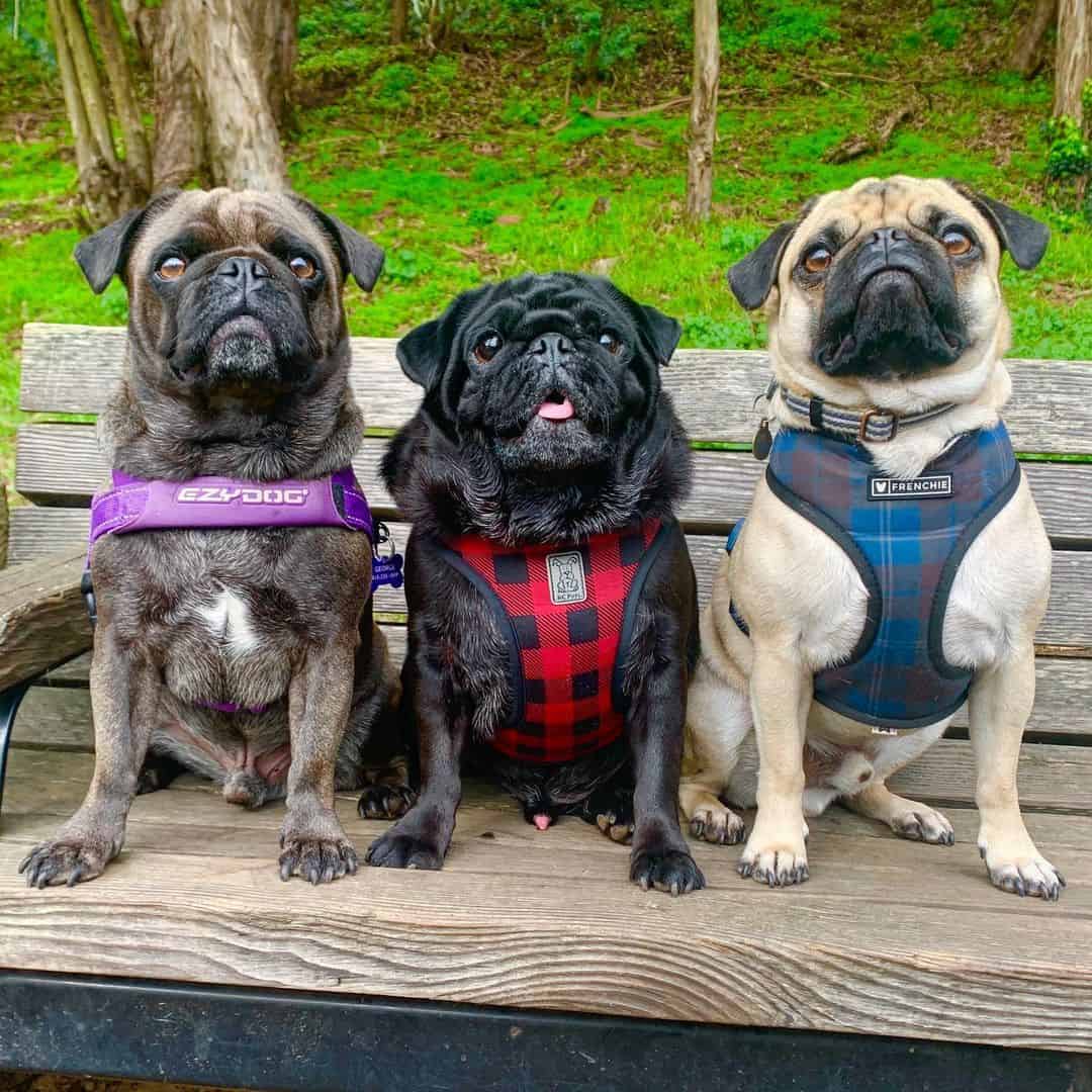 Flat-faced But Fantastic? Should I Get a Pug? - K9 Web