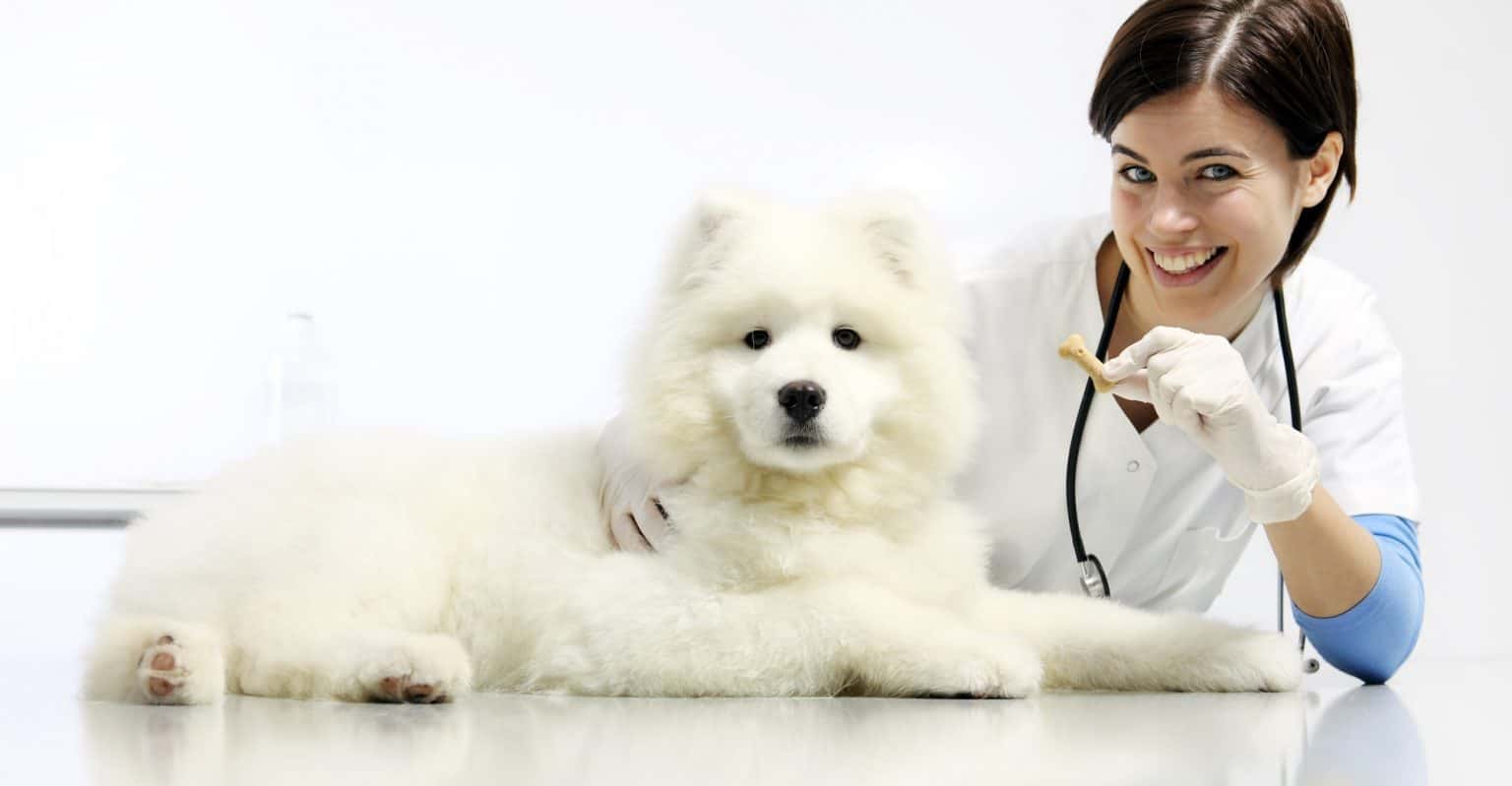 Samoyed Dog Breed: A Guide to These Friendly Companions - K9 Web