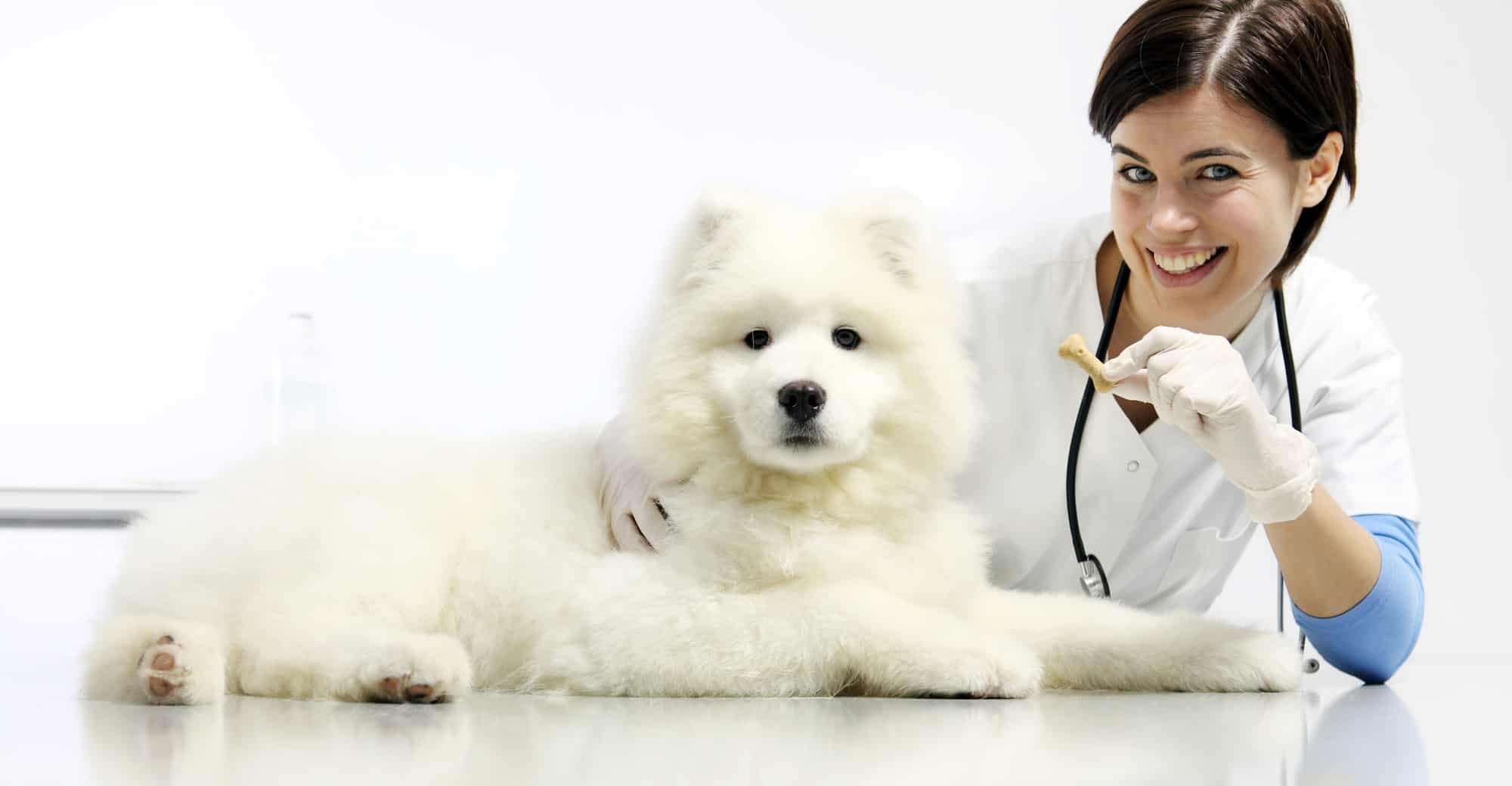 Samoyed Dog Breed: A Guide to These Friendly Companions - K9 Web