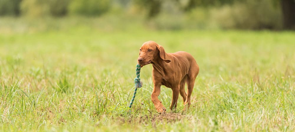 The Vizsla Dog: An Active & Loyal Pup - K9 Web