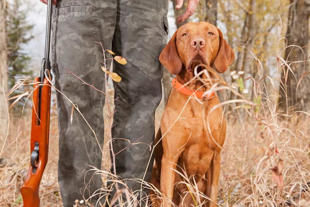 The Vizsla Dog: An Active & Loyal Pup - K9 Web