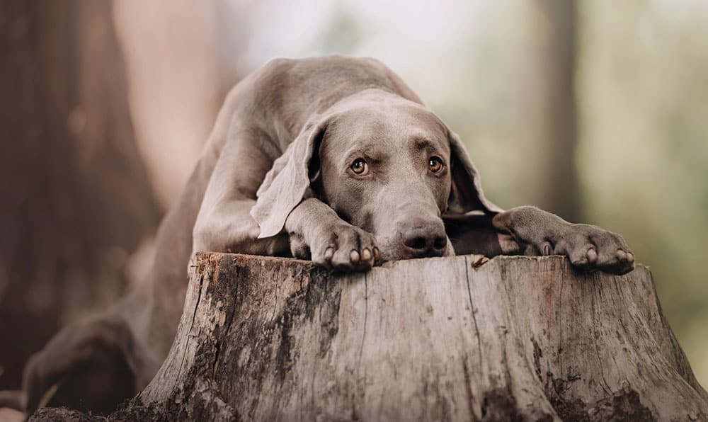Gorgeous and Goofy: Is the Weimaraner Right For You? - K9 Web