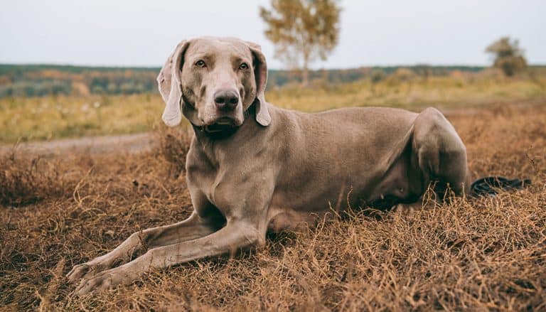Gorgeous and Goofy: Is the Weimaraner Right For You? - K9 Web