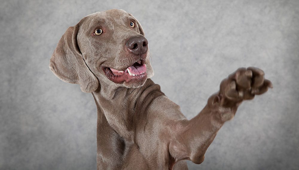 Gorgeous and Goofy: Is the Weimaraner Right For You? - K9 Web
