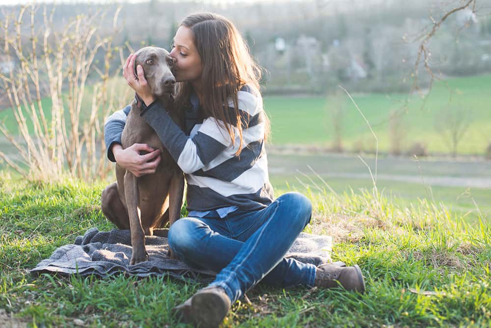 Gorgeous and Goofy: Is the Weimaraner Right For You? - K9 Web