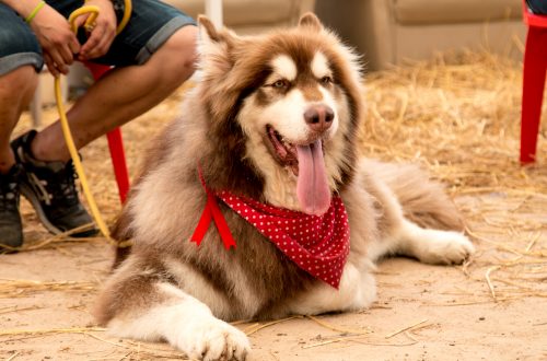 Every owner's ultimate guide to the Alaskan Malamute breed - K9 Web
