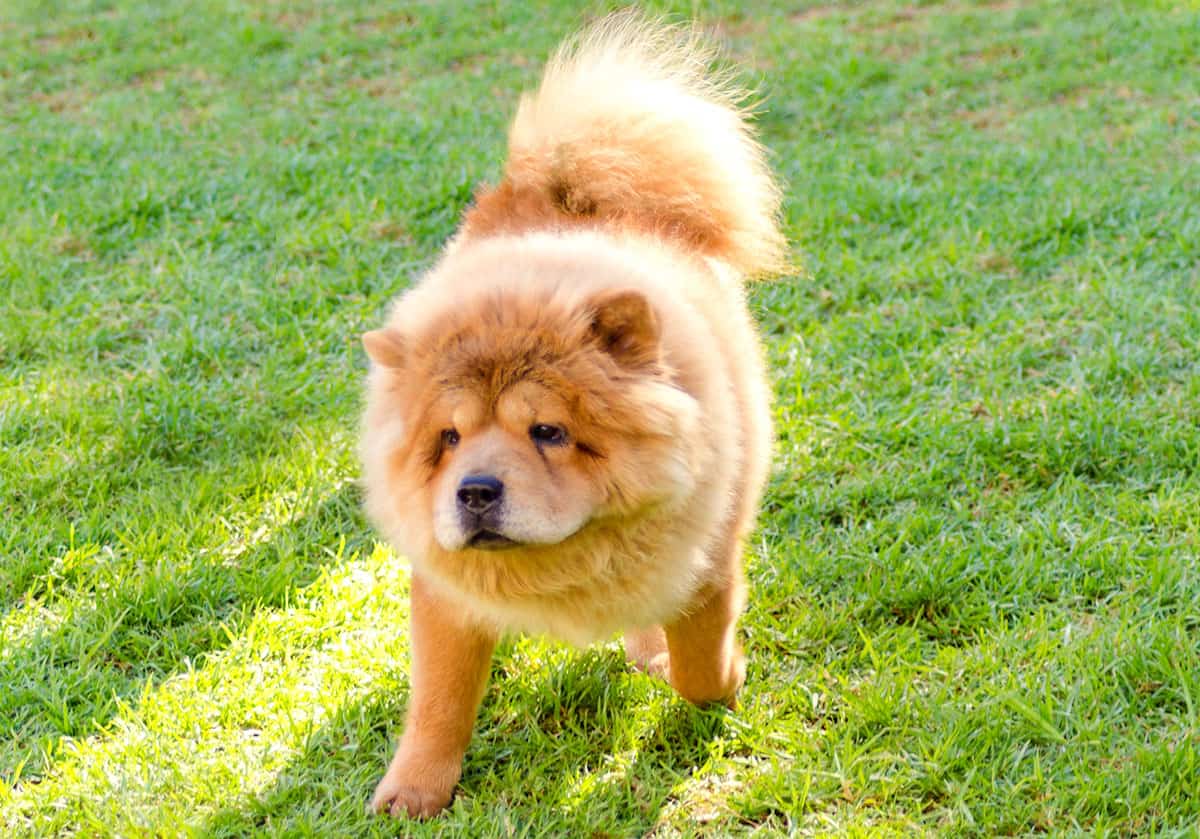 Is the Lion-Like Chow Chow as Aggressive as He Looks? - K9 Web