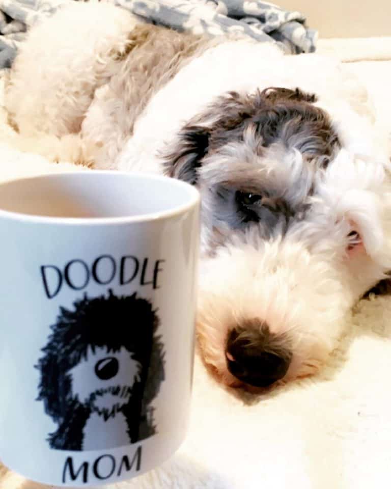 Sheepadoodle: Guide to Owning a Sheepdog Poodle Mix (Sheepapoo) - K9 Web