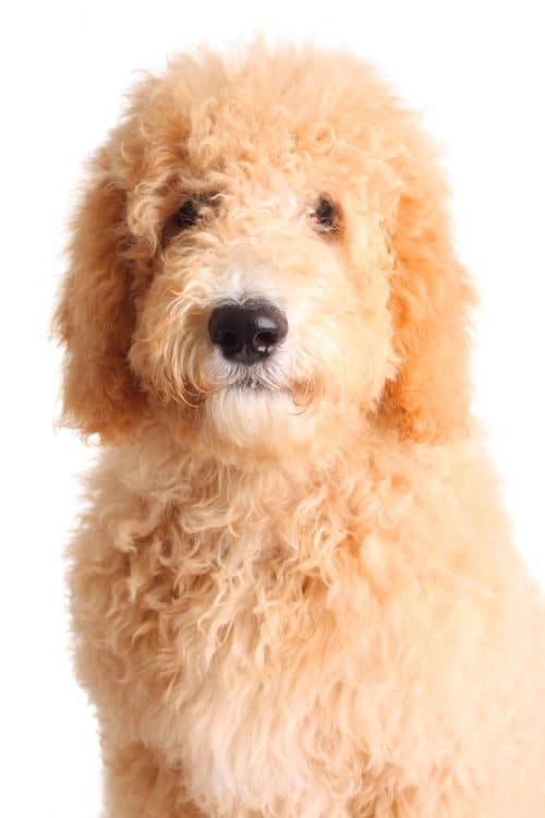 Sheepadoodle: Guide to Owning a Sheepdog Poodle Mix (Sheepapoo) - K9 Web