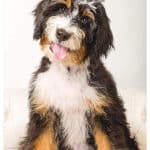 Sheepadoodle: Guide to Owning a Sheepdog Poodle Mix (Sheepapoo) - K9 Web