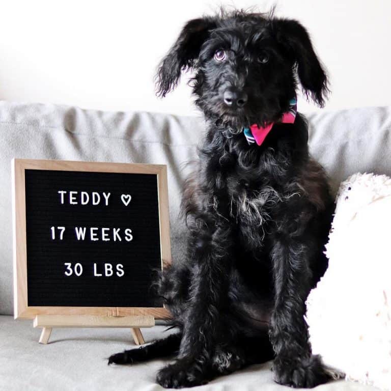 Sheepadoodle: Guide to Owning a Sheepdog Poodle Mix (Sheepapoo) - K9 Web