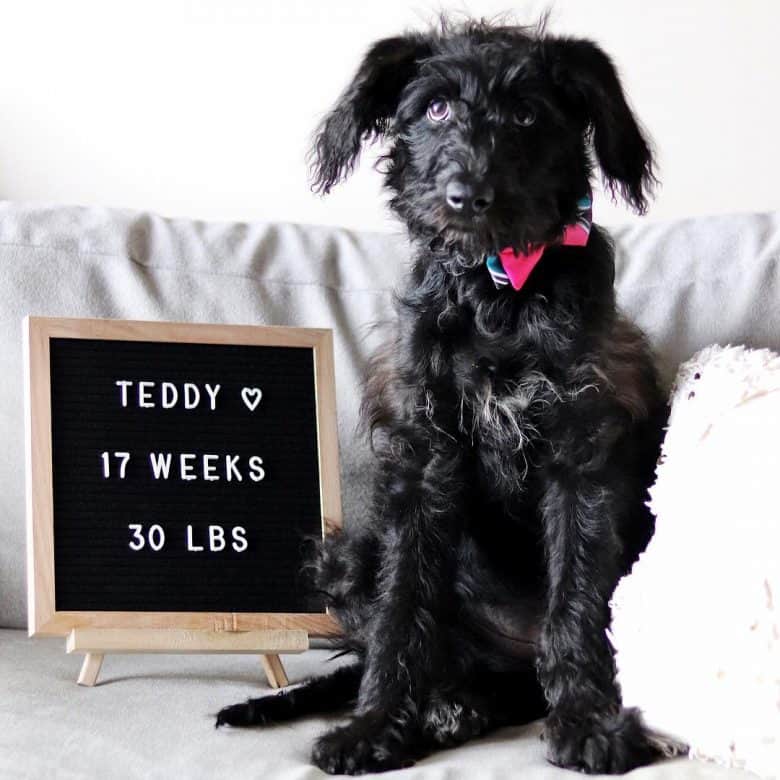 Sheepadoodle: Guide to Owning a Sheepdog Poodle Mix (Sheepapoo) - K9 Web