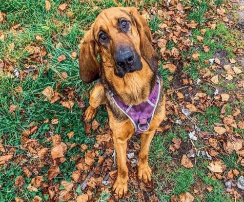 What are the Best Working Dog Breeds? - K9 Web