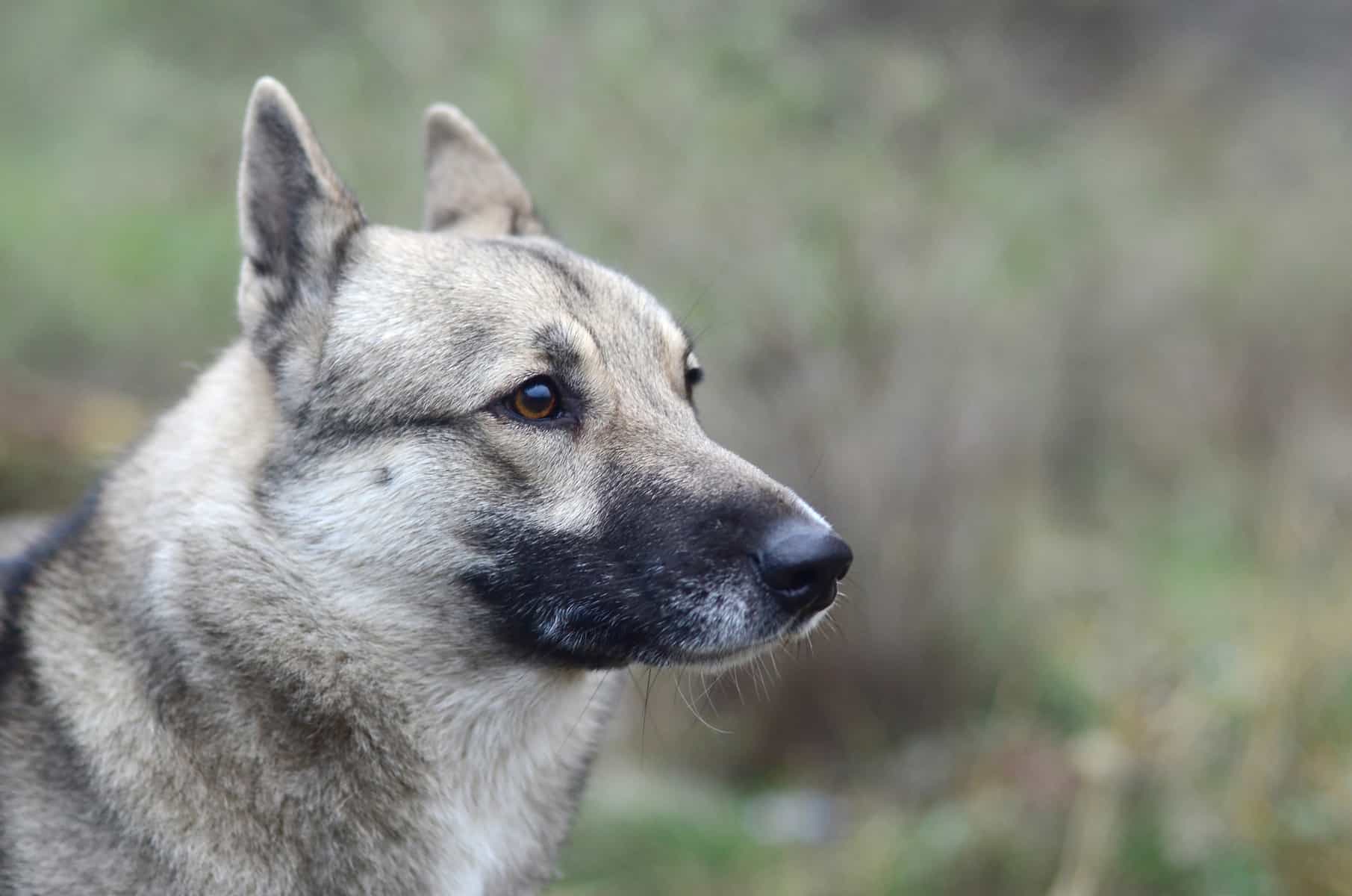 West Siberian Laika Dog
