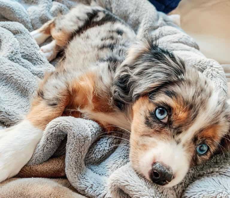 Cavalier King Charles Spaniel: What You Need to Know - K9 Web