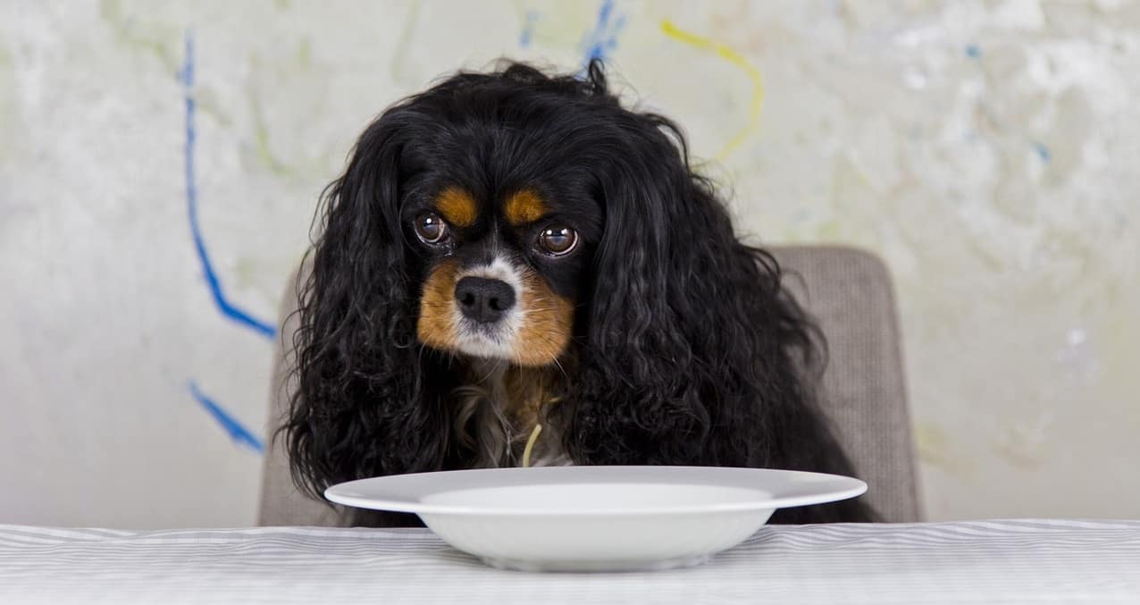 Cavalier King Charles Spaniel: What You Need to Know - K9 Web