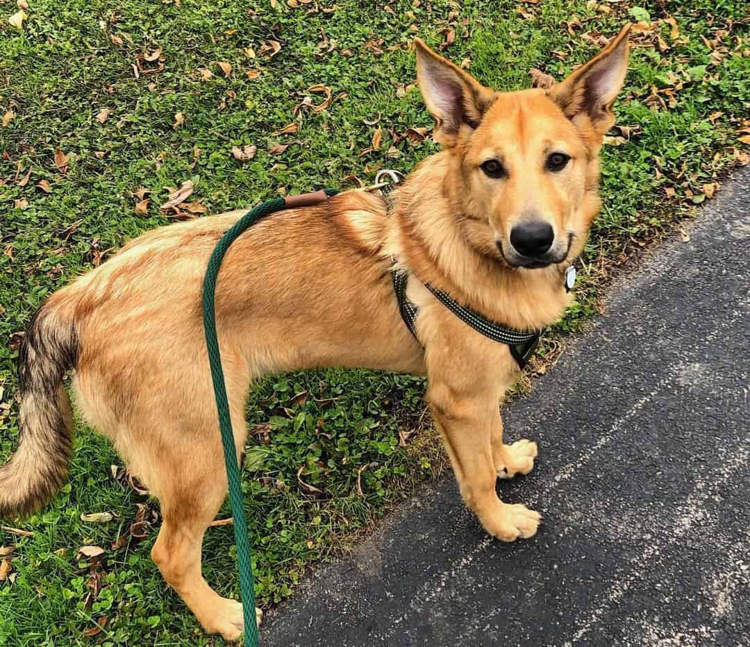 What are the Best Working Dog Breeds? - K9 Web