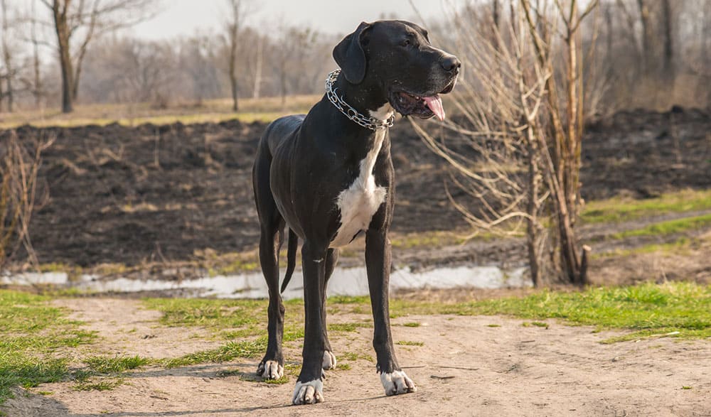 What are the Best Working Dog Breeds? - K9 Web