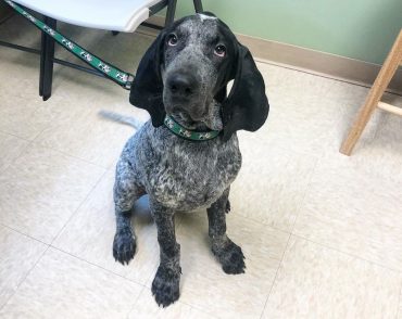 Need a Squirrel Dog? These are the Best Squirrel Hunting Breeds - K9 Web