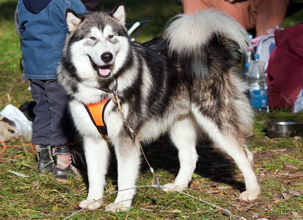 What are the Best Working Dog Breeds? - K9 Web