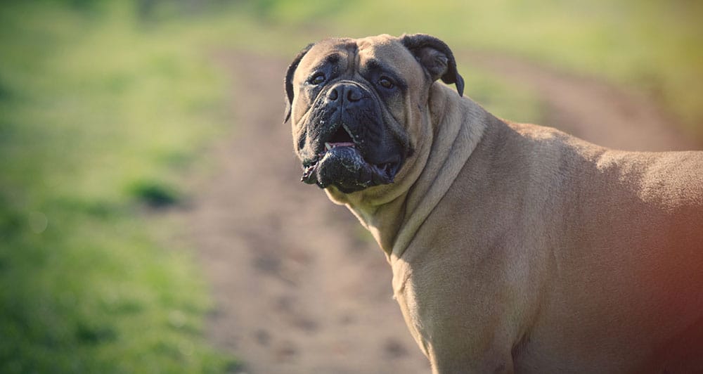 What are the Best Working Dog Breeds? - K9 Web