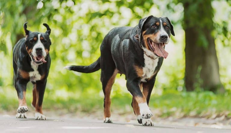 What are the Best Working Dog Breeds? - K9 Web