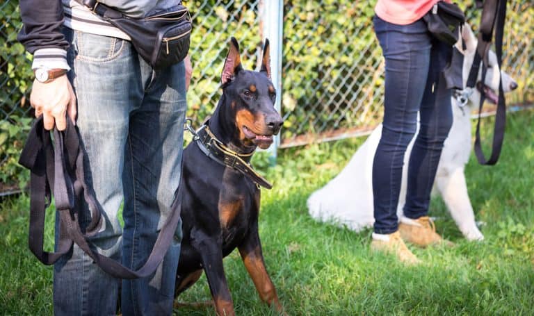 What are the Best Working Dog Breeds? - K9 Web