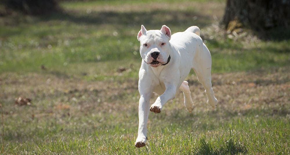 What are the Best Working Dog Breeds? - K9 Web