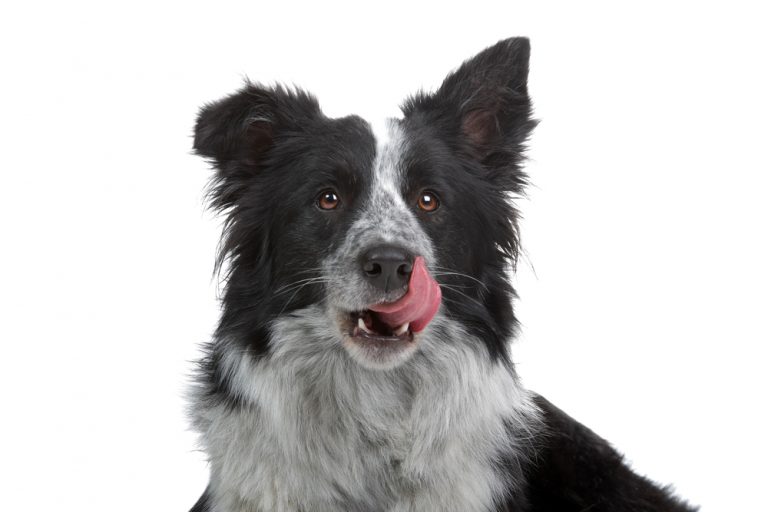 The Shollie: Todo sobre el Border Collie German Shepherd Mix | Volta