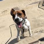 What is a Boggle Dog: A Look into the Boxer Beagle Mix - K9 Web