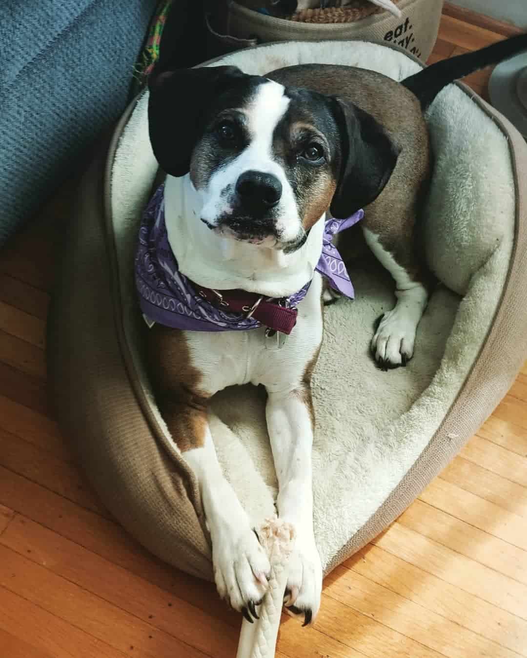 Boxer Lab Mix: A Look At What Boxadors Are - K9 Web