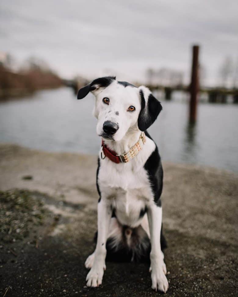 Boxer Lab Mix: A Look At What Boxadors Are - K9 Web