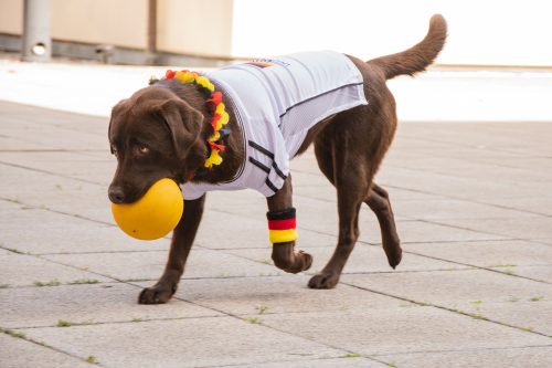 Boxer Lab Mix: A Look At What Boxadors Are - K9 Web