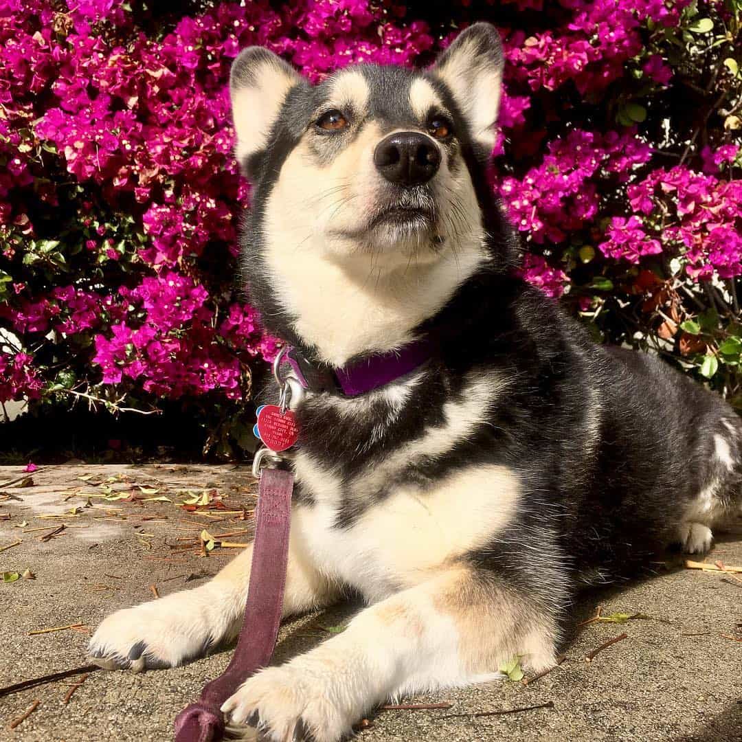 Corgi Husky Mix: All You Need to Know about Horgi Dog - K9 Web